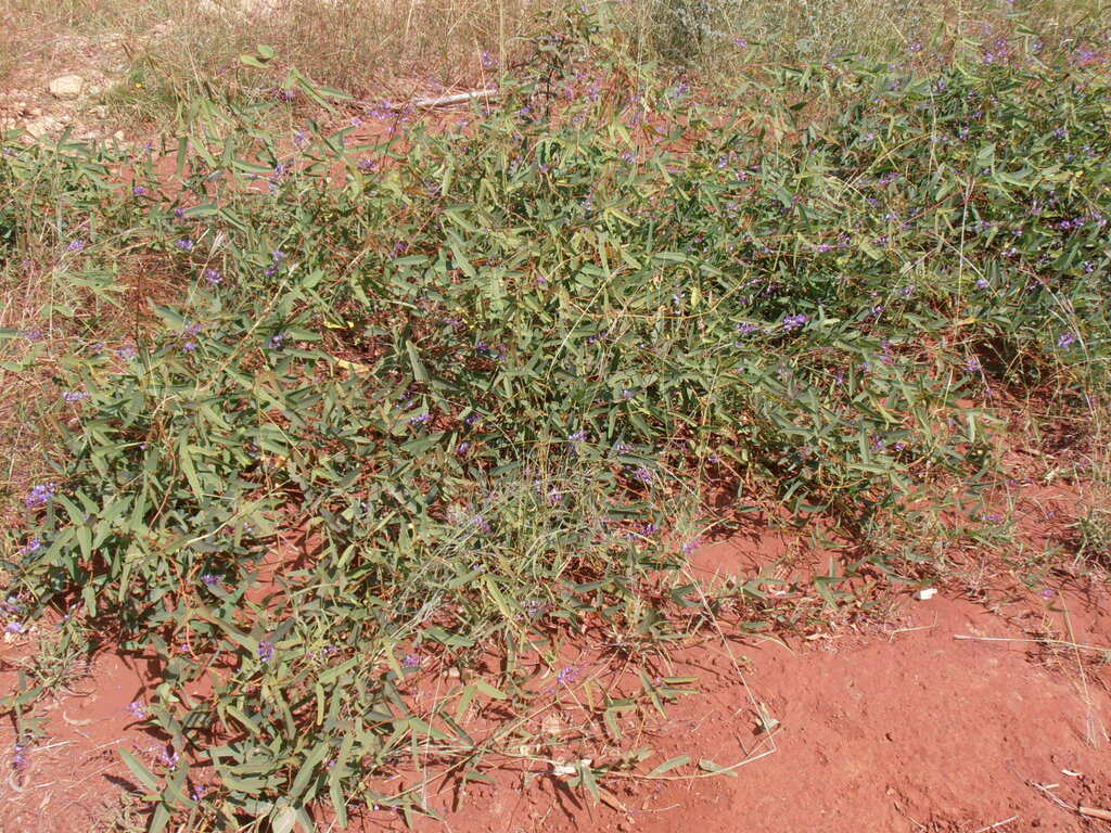 Hardenbergia perbrevidens from Turrawulla QLD 4743, Australia on April ...