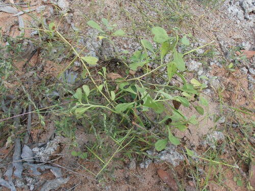 Sphaeromorphaea subintegra · iNaturalist