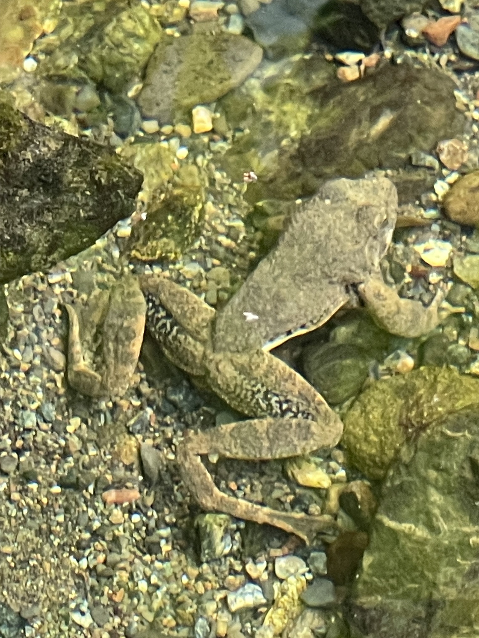 Rana boylii Baird, 1854