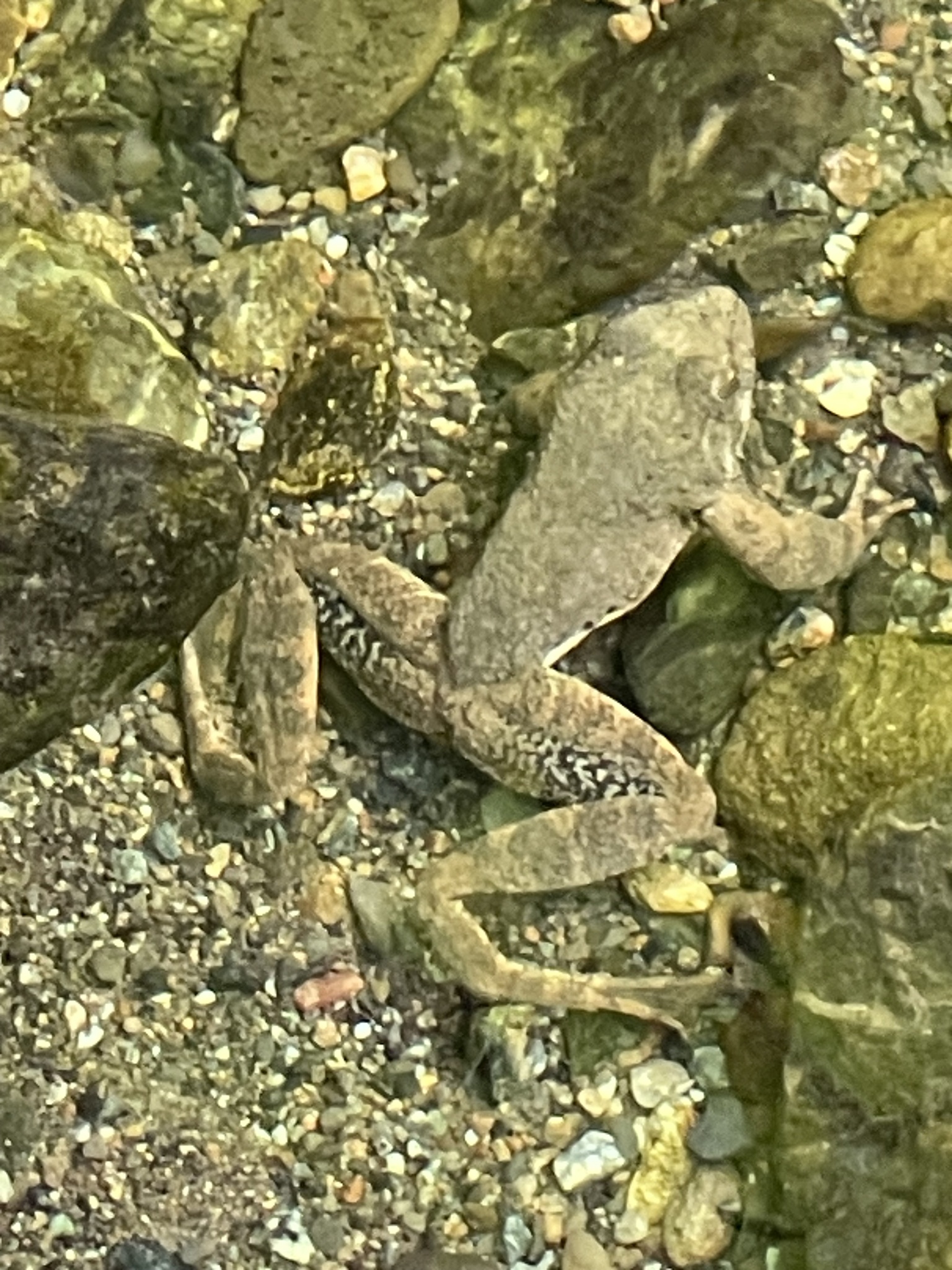 Rana boylii Baird, 1854