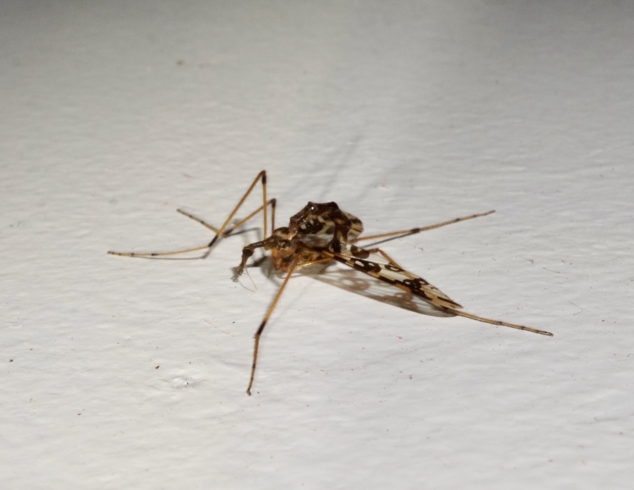 Tanyderus annuliferus (Hutton, 1900)