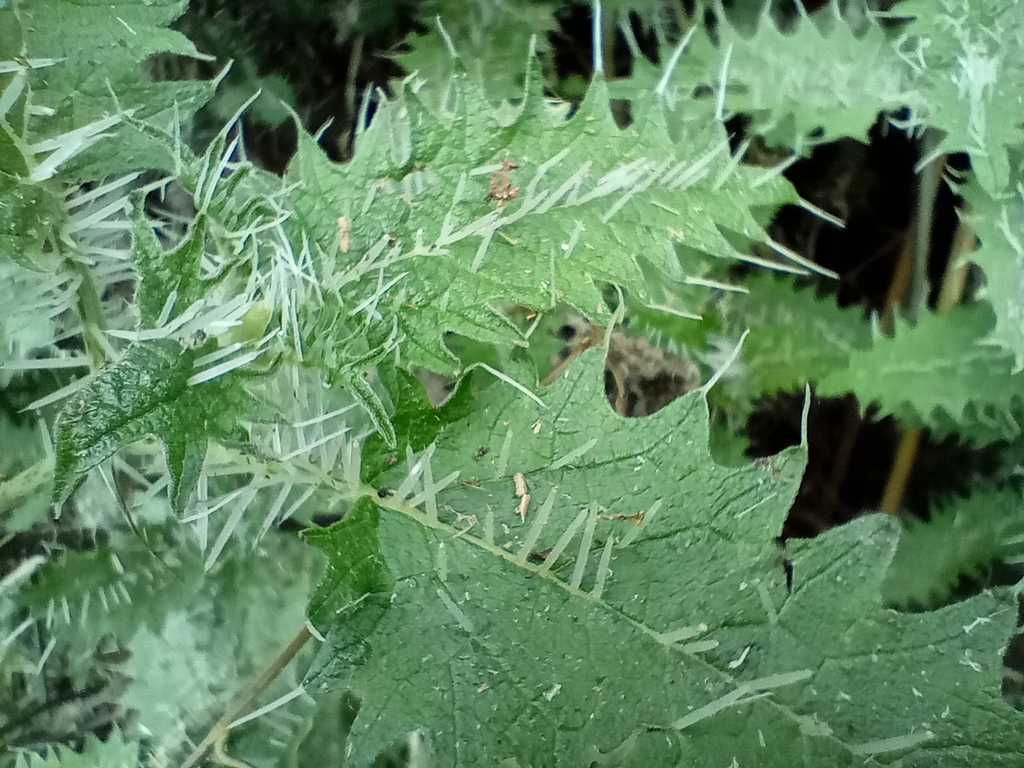 Tree Nettle from 3104171, Nugget Point Cliff View, Ahuriri Flat 9271 ...