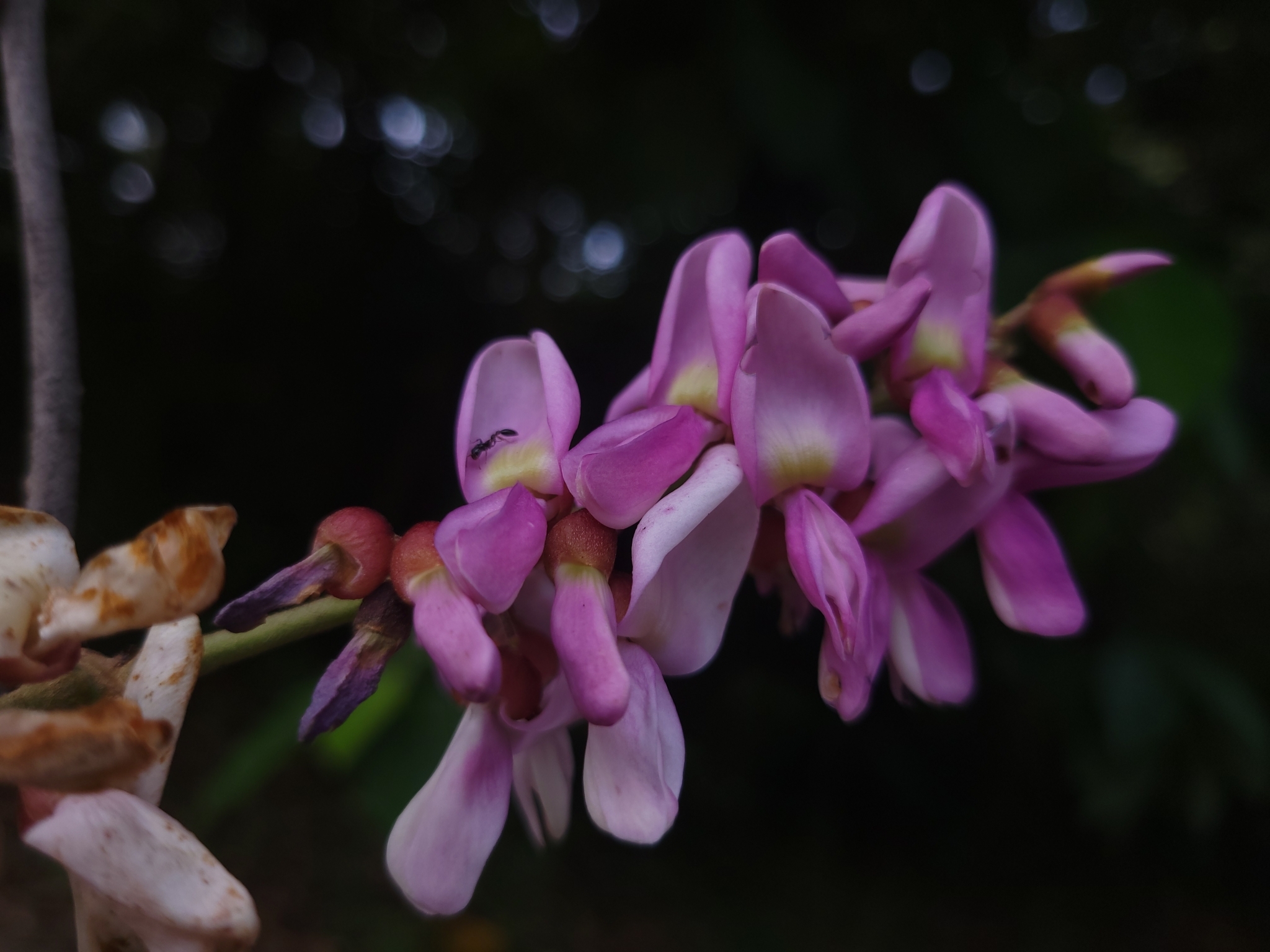Millettia pachycarpa Benth.