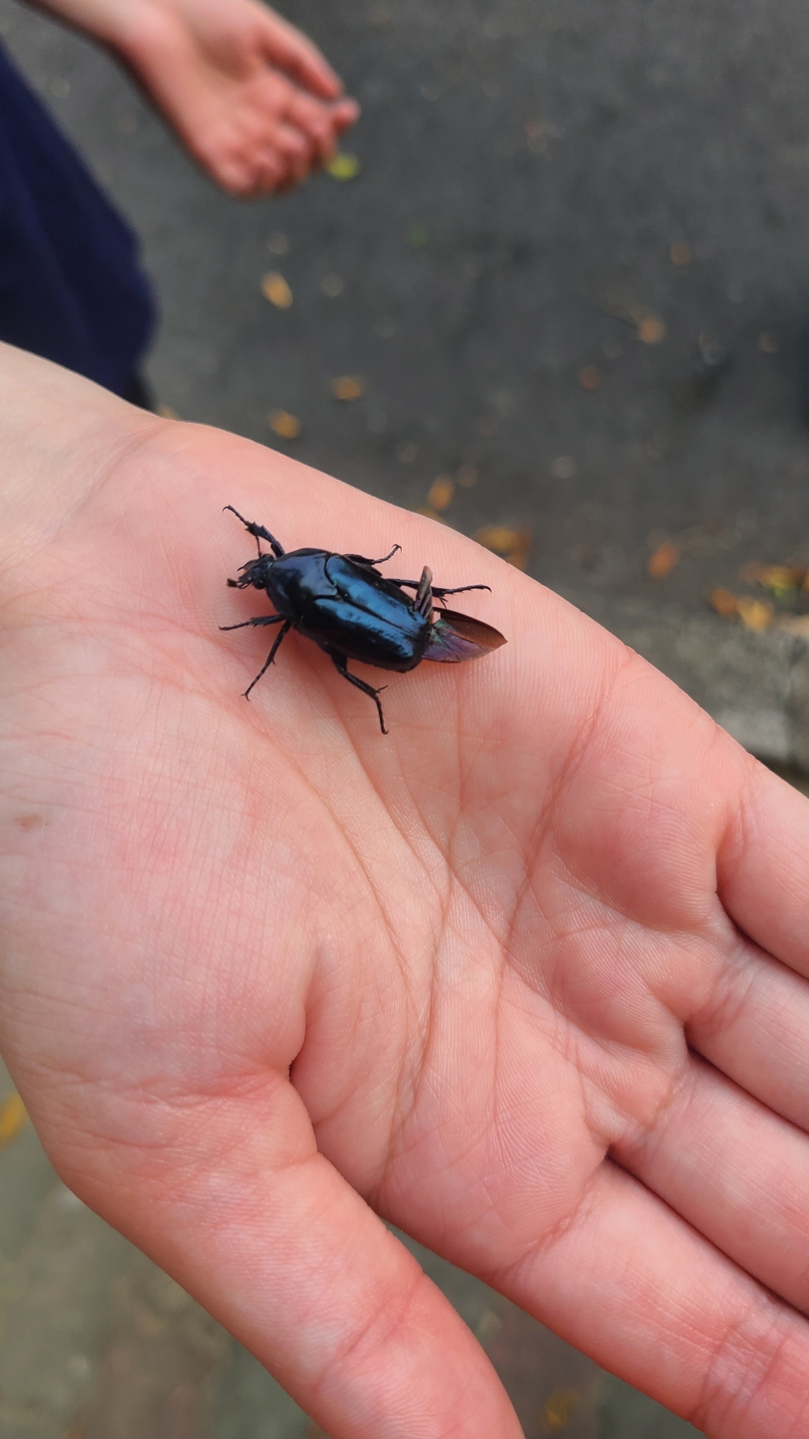 Macronota shangaicus (Neervoort Van De Poll, 1886)