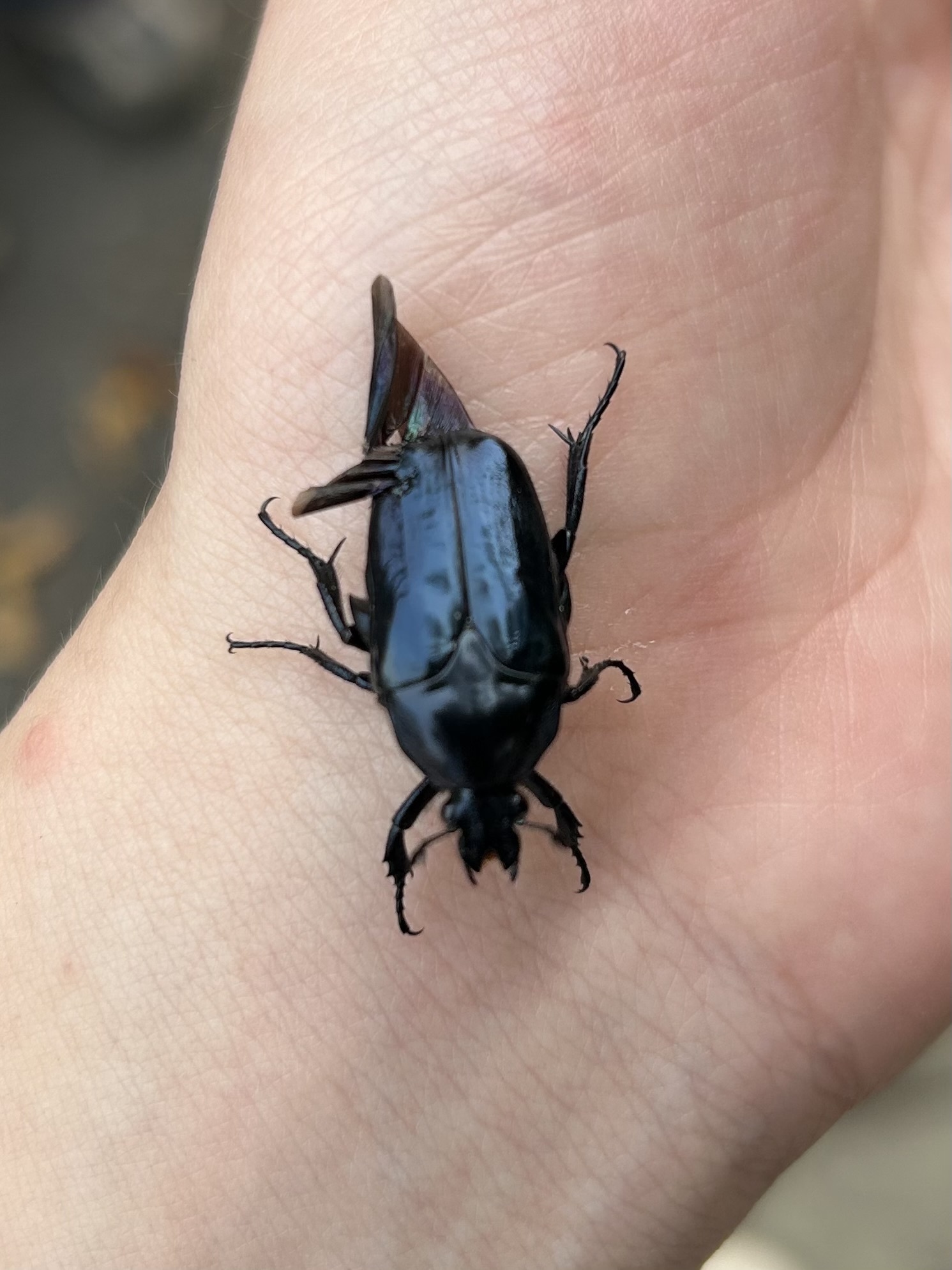 Macronota shangaicus (Neervoort Van De Poll, 1886)