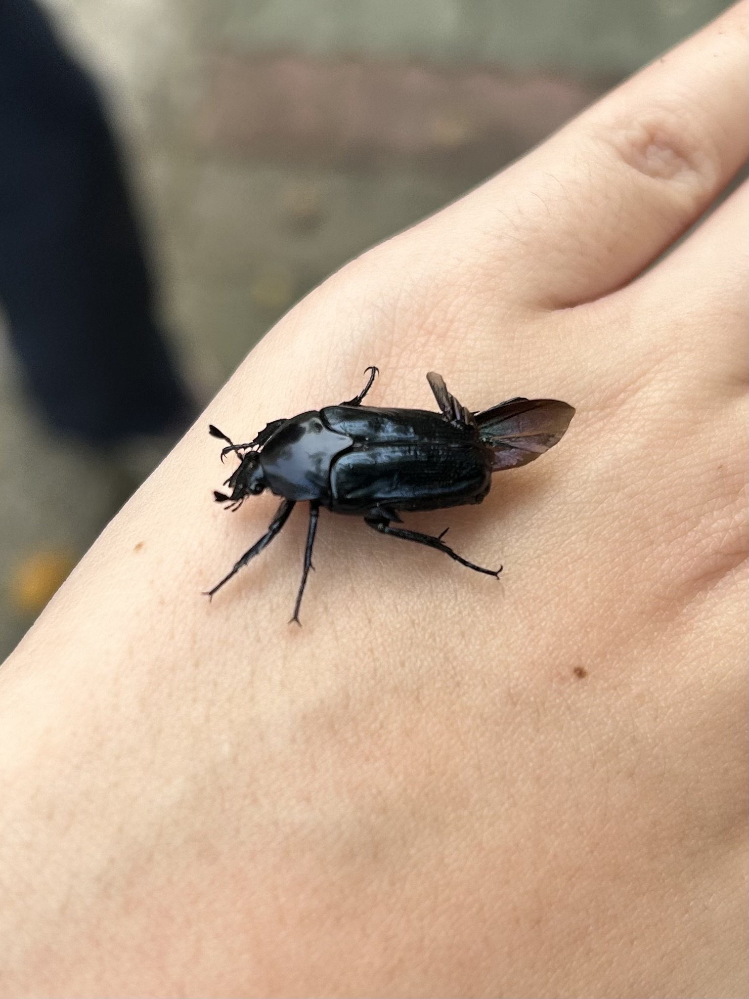 Macronota shangaicus (Neervoort Van De Poll, 1886)