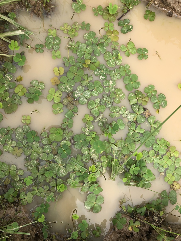 Helicopter Ferns from Mole National Park, West Gonja, Savannah, GH on ...