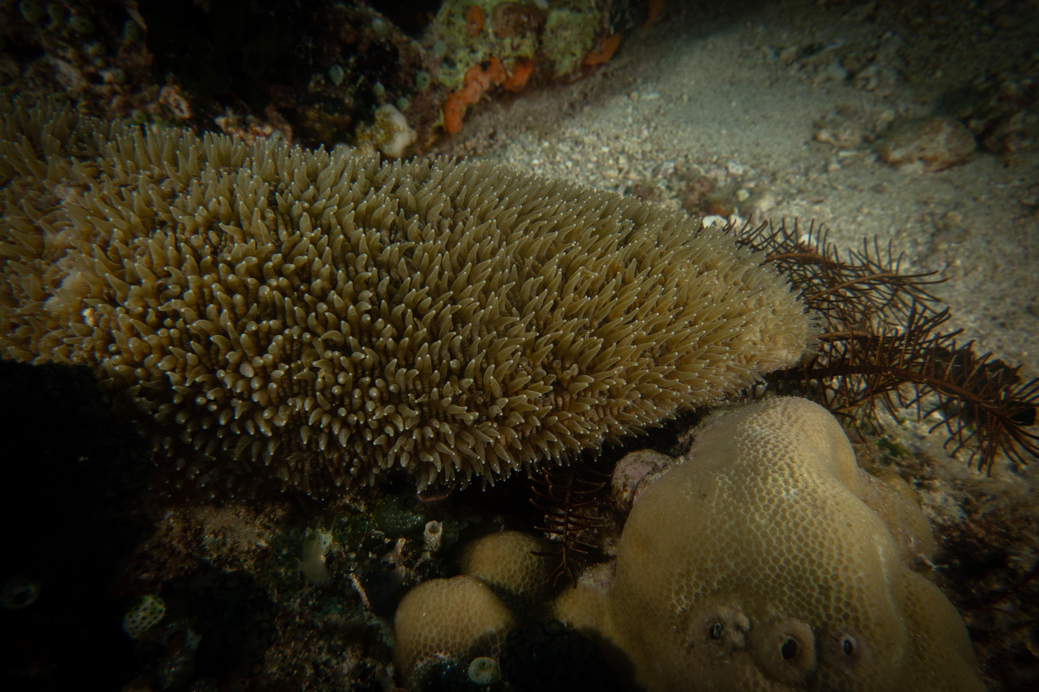 Polyphyllia Blainville, 1830