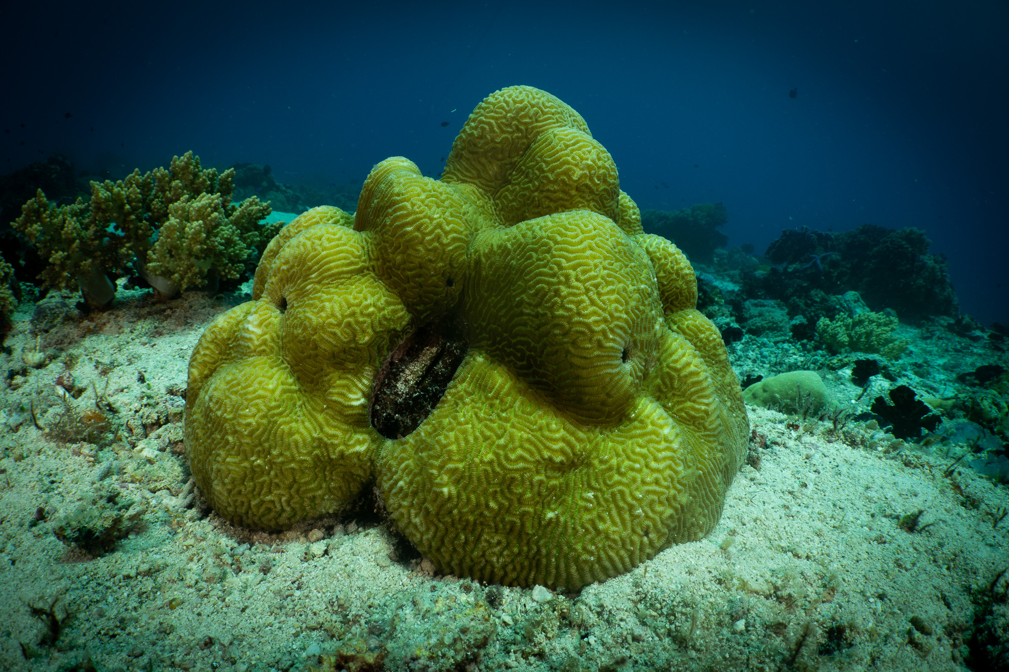 Leptoria phrygia (Ellis & Solander, 1786)