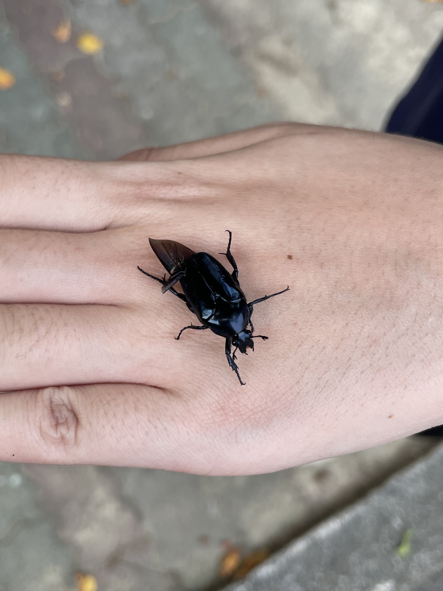 Macronota shangaicus (Neervoort Van De Poll, 1886)