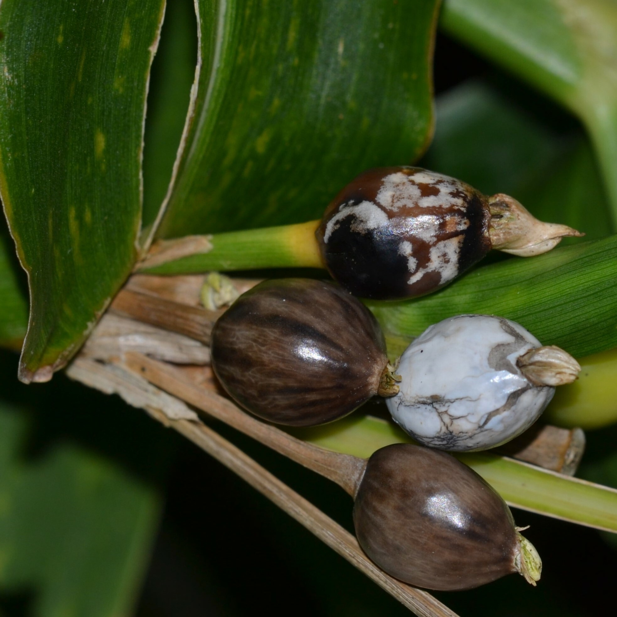 Coix lacryma-jobi L.