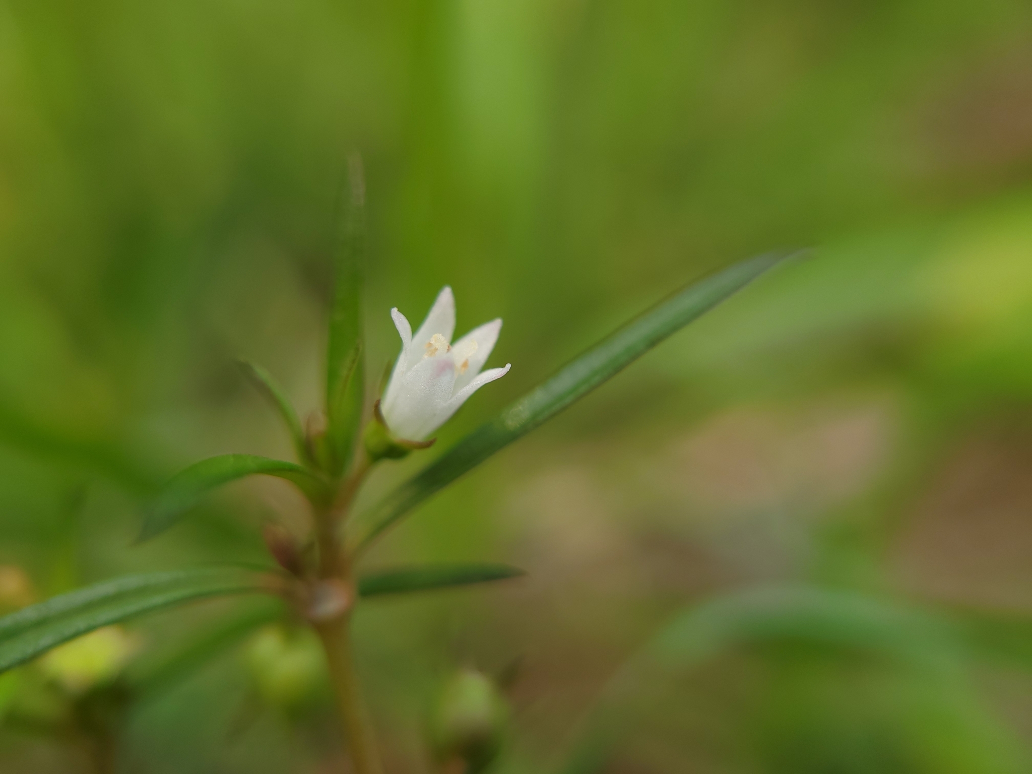 Scleromitrion diffusum (Willd.) R.J.Wang