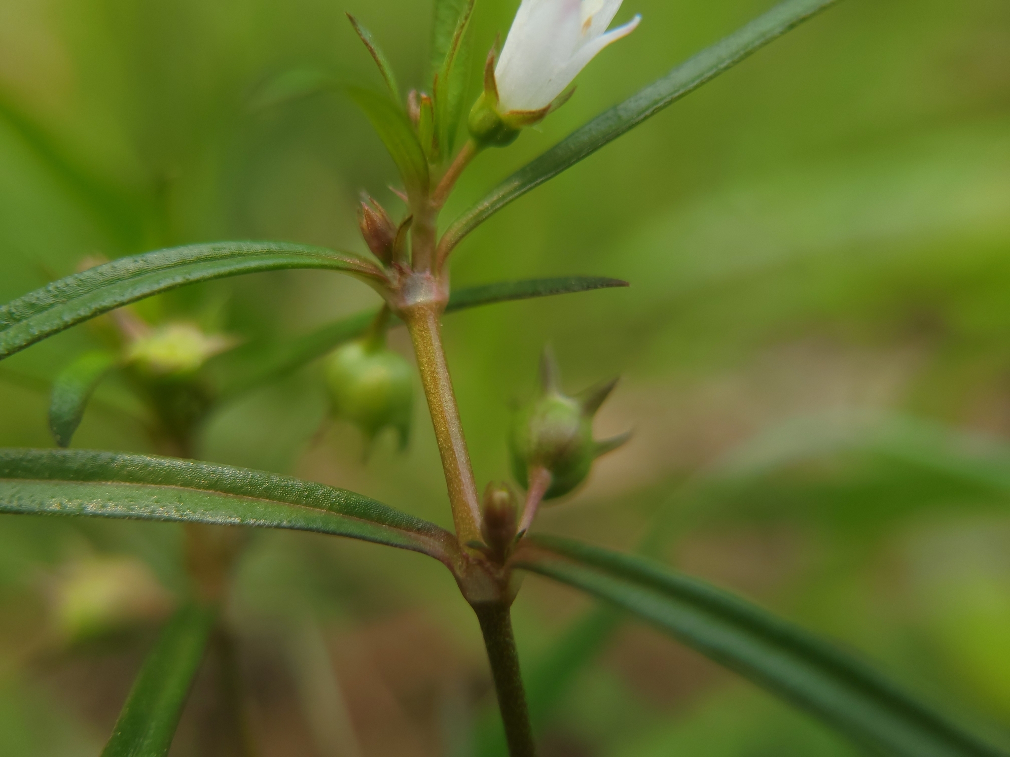 Scleromitrion diffusum (Willd.) R.J.Wang
