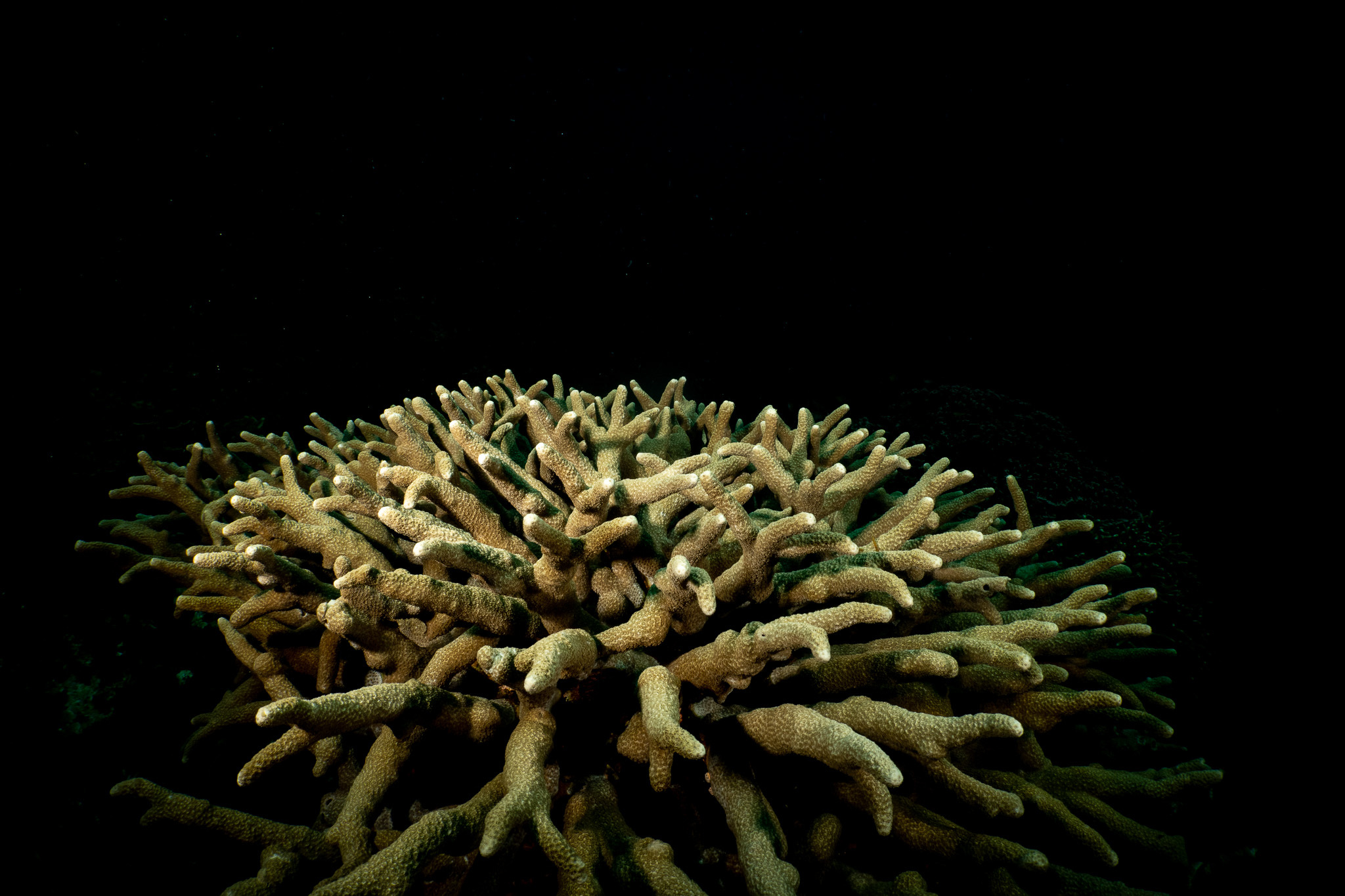 Porites cylindrica Dana, 1846