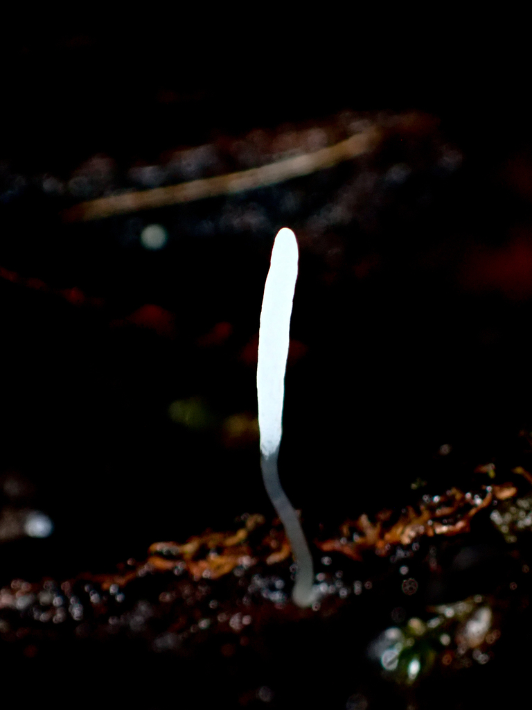 Multiclavula from Strickland State Forest, Somersby NSW, Australia on ...