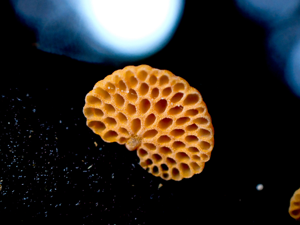 orange pore fungus from Strickland State Forest, Somersby NSW ...
