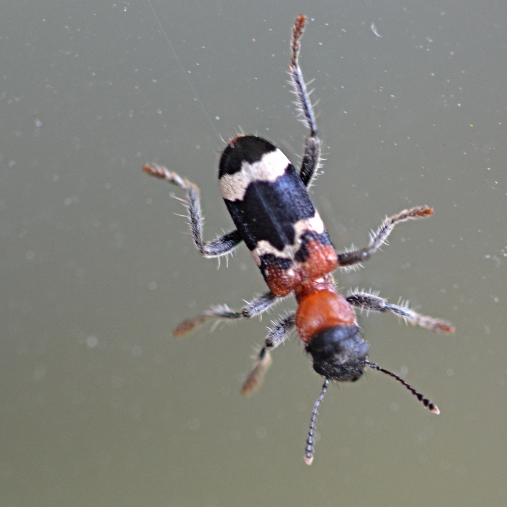 European Red-bellied Clerid from 293 01 Mladá Boleslav, Česko on April ...