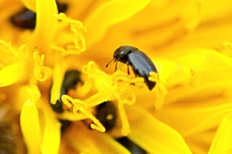 Common Pollen Beetle from Debř, Mladá Boleslav, Česko on April 18, 2023 ...
