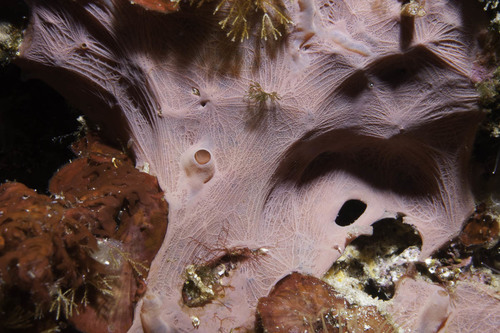 Exadella (Hexadella)