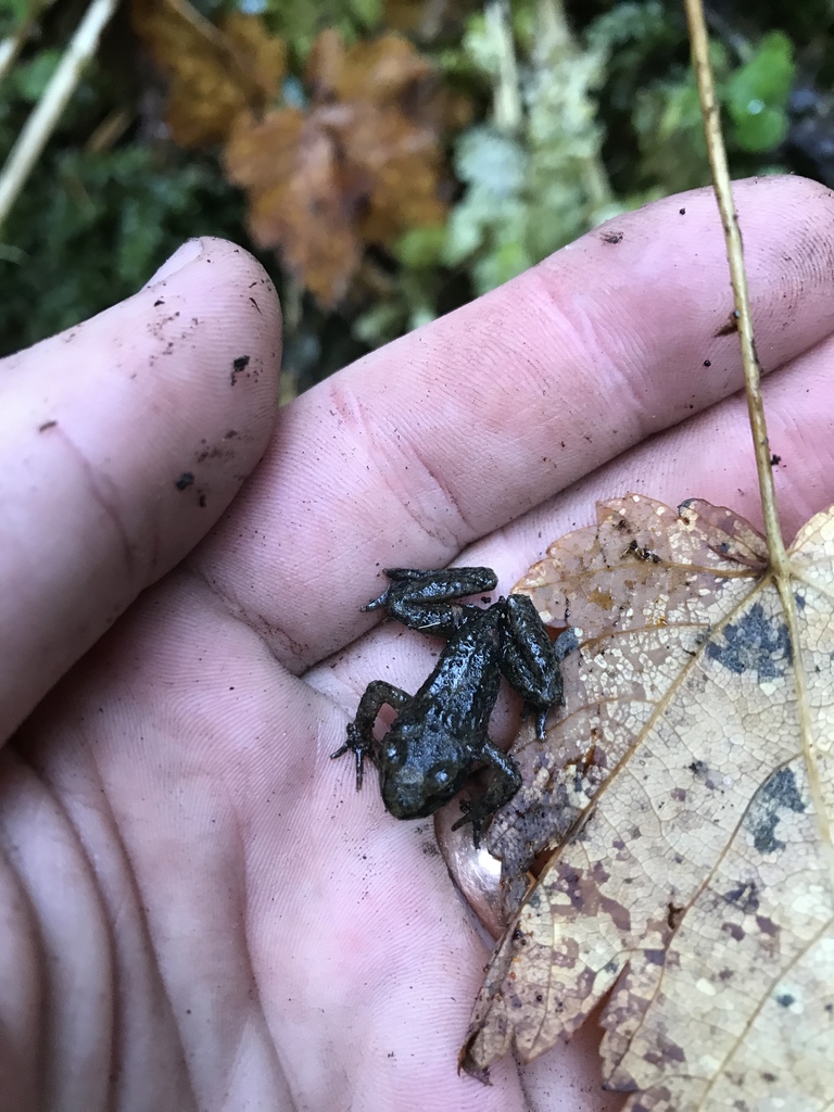 Rocky Mountain Tailed Frog from Idaho County, US-ID, US on October 20 ...