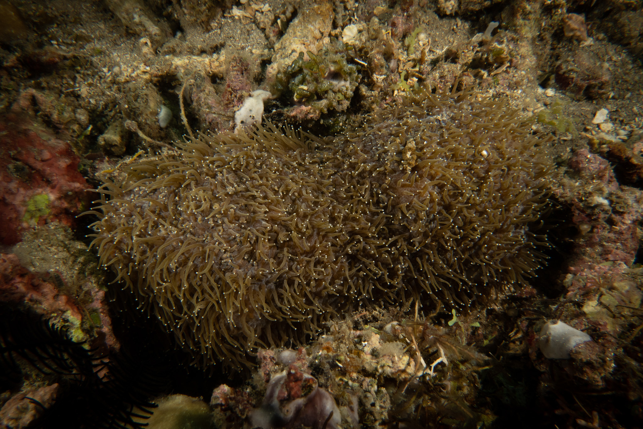 Polyphyllia Blainville, 1830