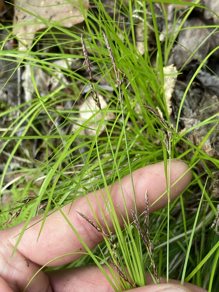 Southern Blue-ridge Sedge in April 2023 by Scott Ward · iNaturalist