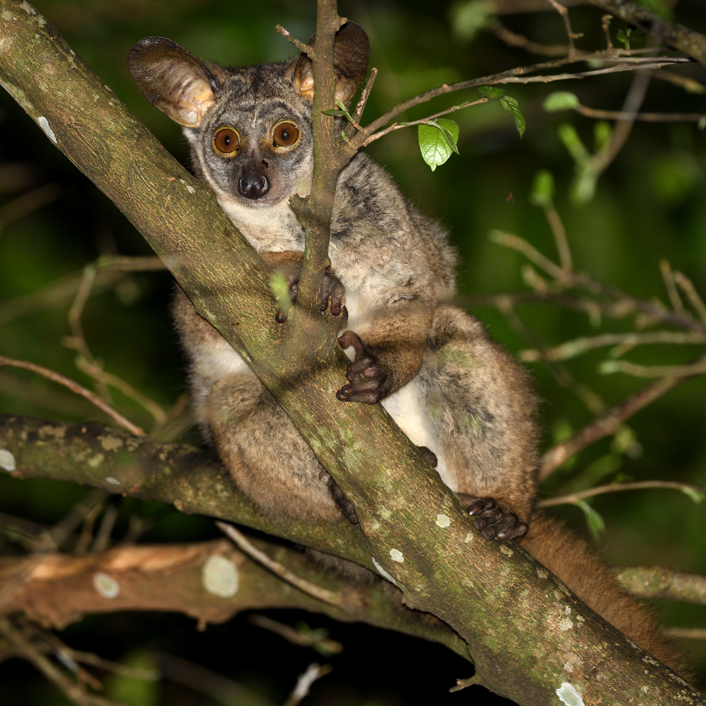 Brown Greater Galago from uMkhanyakude District Municipality, Afrique ...