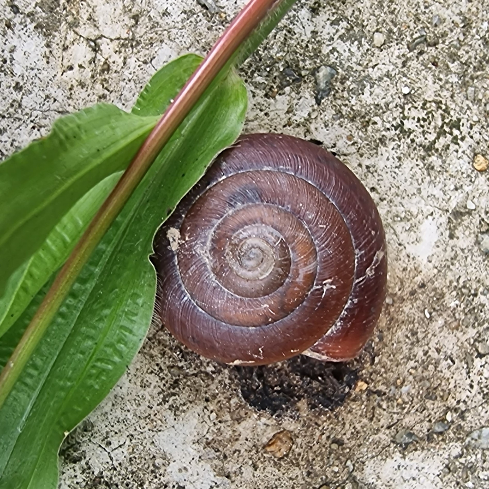 Quantula striata (J.E.Gray, 1834)
