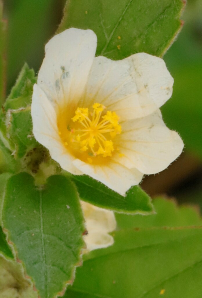 flannel weed from Gunnawarra QLD 4872, Australia on April 21, 2023 at ...