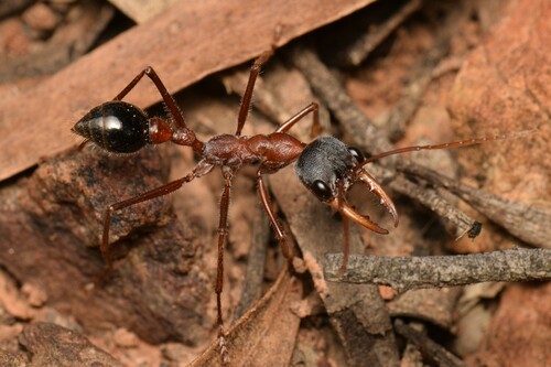 Myrmecia forceps · iNaturalist