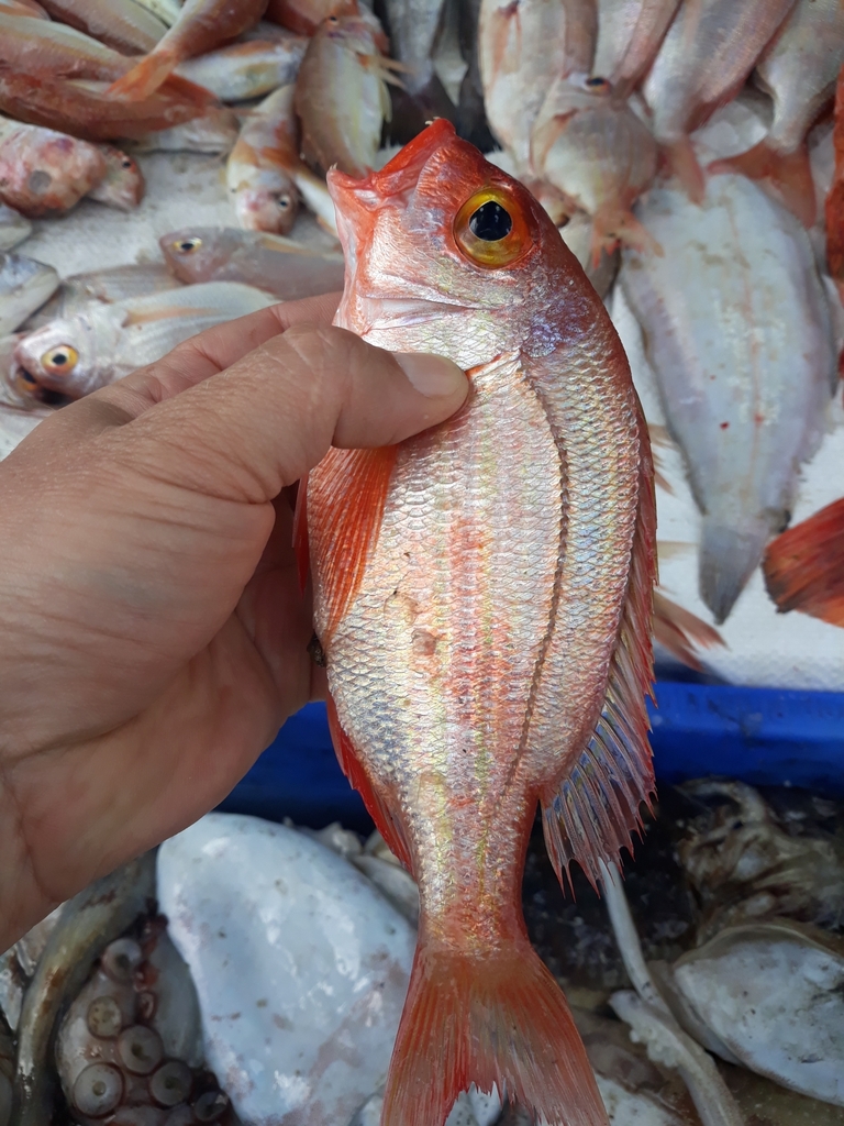 Morocco Dentex from Skikda, DZ-SK, DZ on April 19, 2023 at 02:21 PM by ...