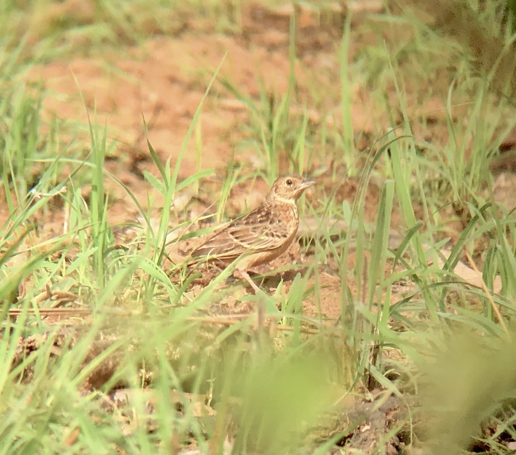 Flappet Lark from Mole National Park, West Gonja, Savannah, GH on April ...