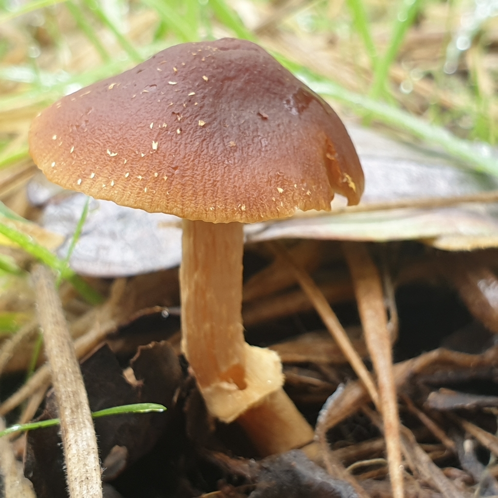 Descolea recedens from Forrest VIC 3236, Australia on April 22, 2023 at ...