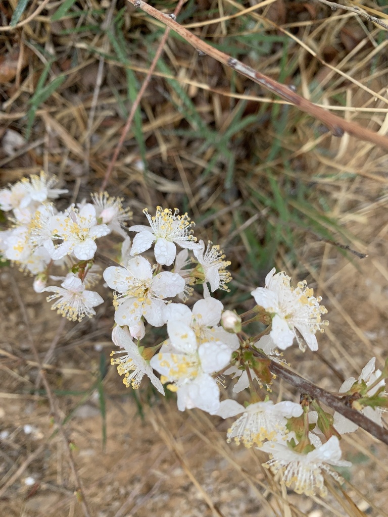 Chinese dwarf cherry from 门头沟区, 北京市, CN on April 22, 2023 at 01:56 PM ...