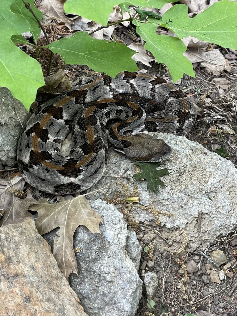 Timber Rattlesnake in April 2023 by Alex Harman · iNaturalist
