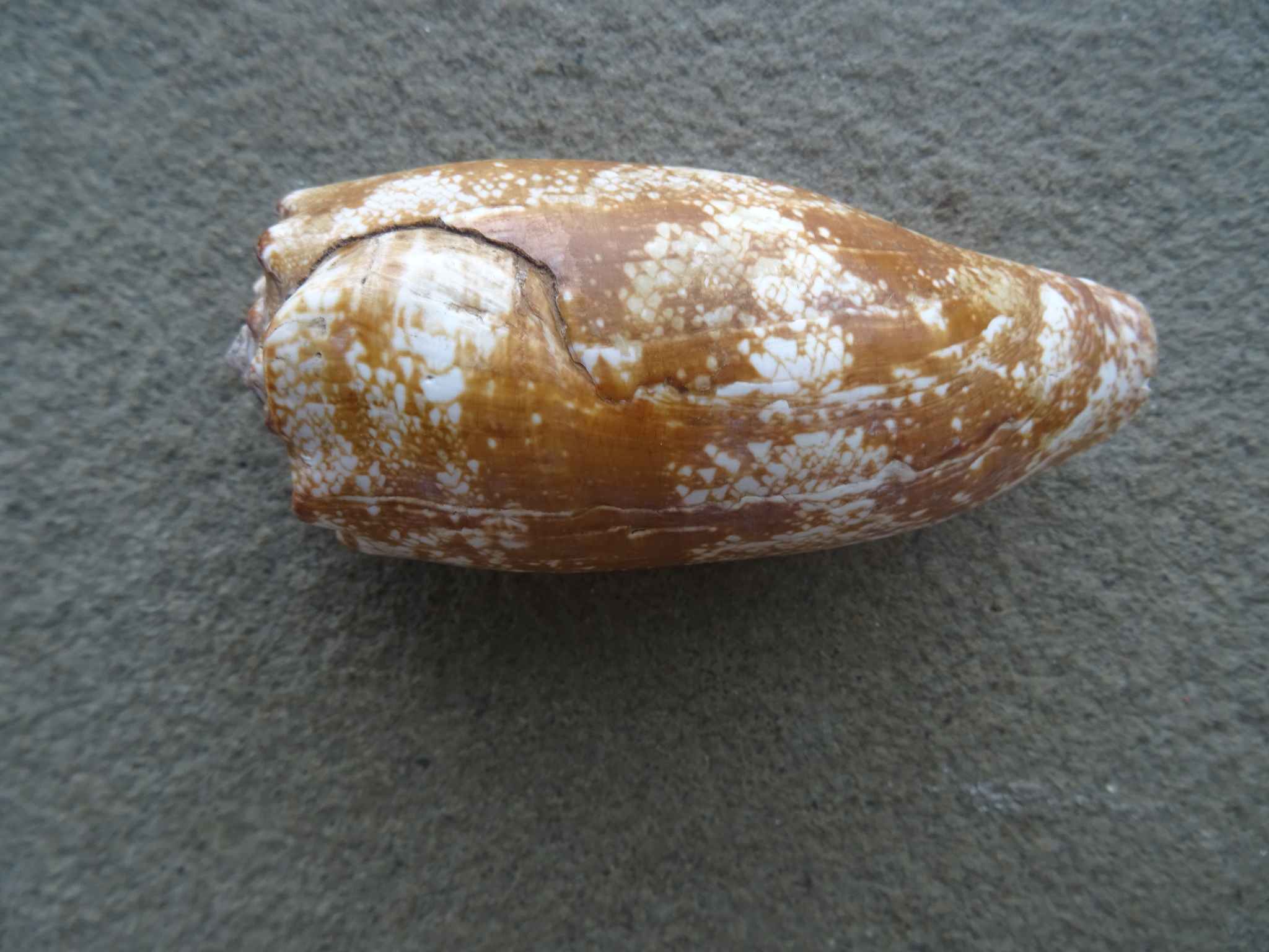 Conus geographus Linnaeus, 1758