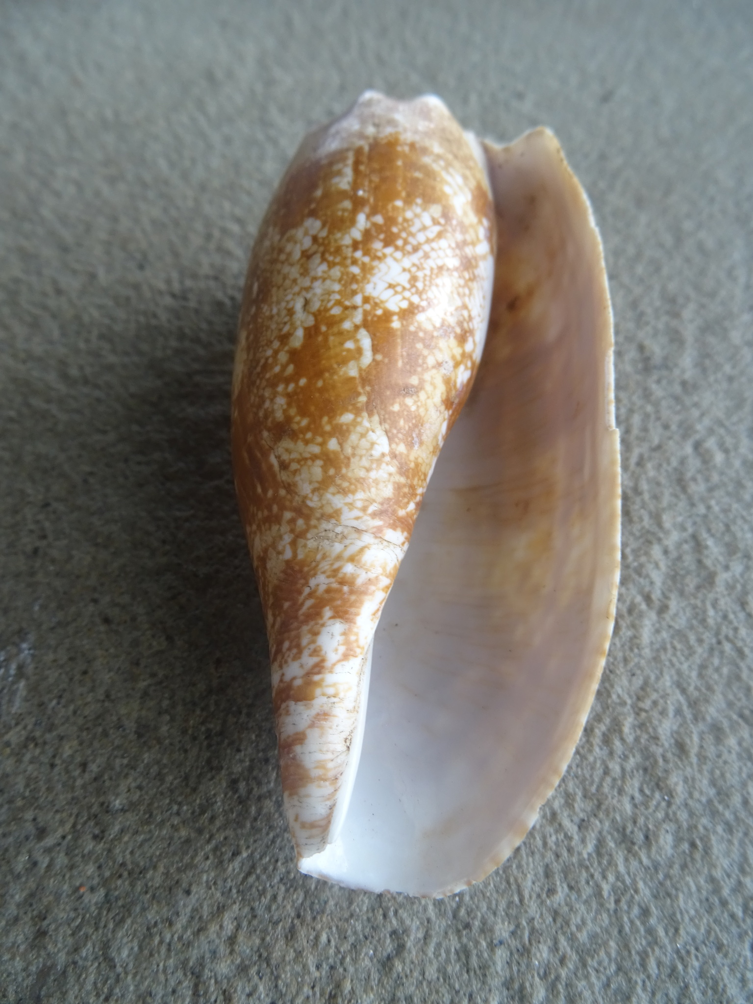 Conus geographus Linnaeus, 1758