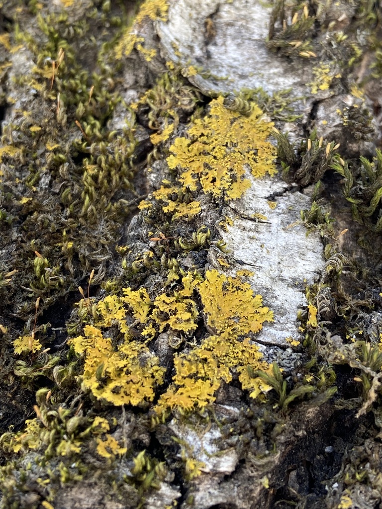 sunburst lichens, firedots, and allies from Novosibirskiy rayon ...