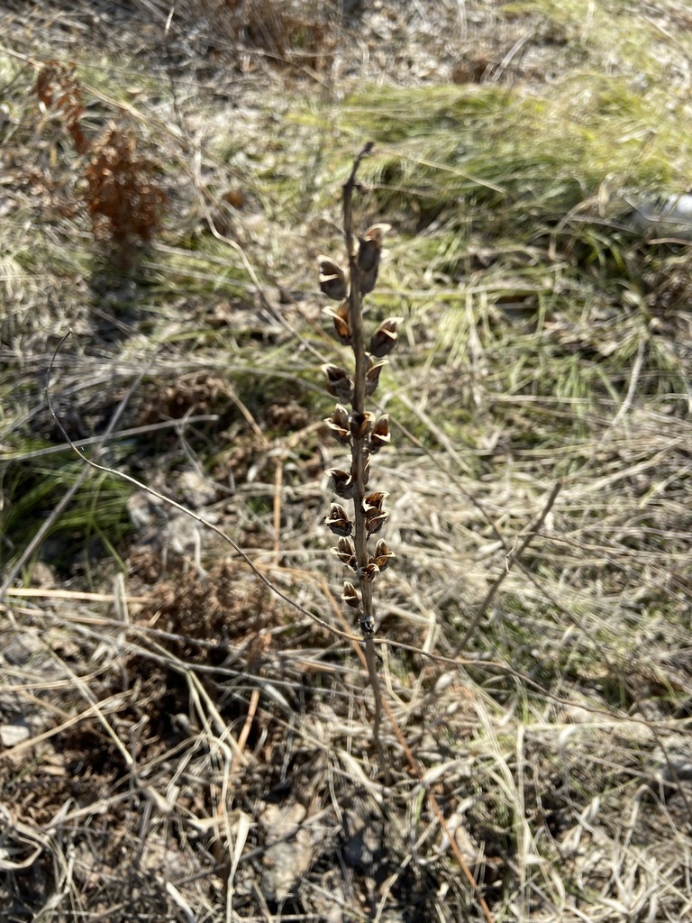 Moor-King Lousewort from Novosibirskiy rayon, Novosibirsk, Russia on ...