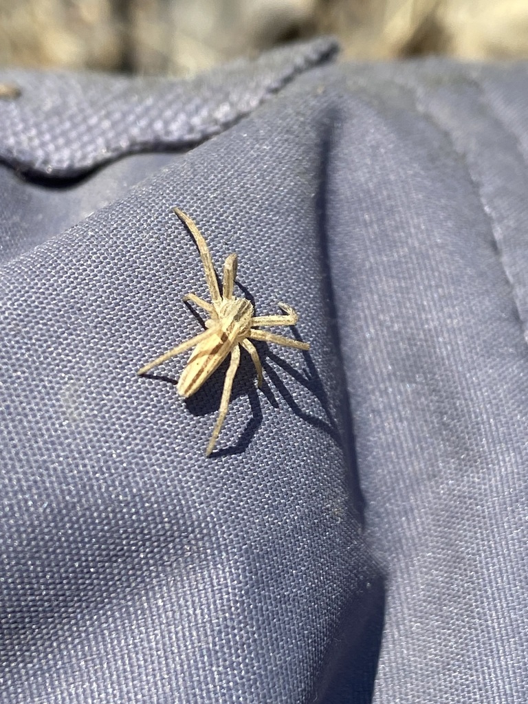 Oblong Running Spider from Советский р-н, Новосибирск, Новосибирская ...