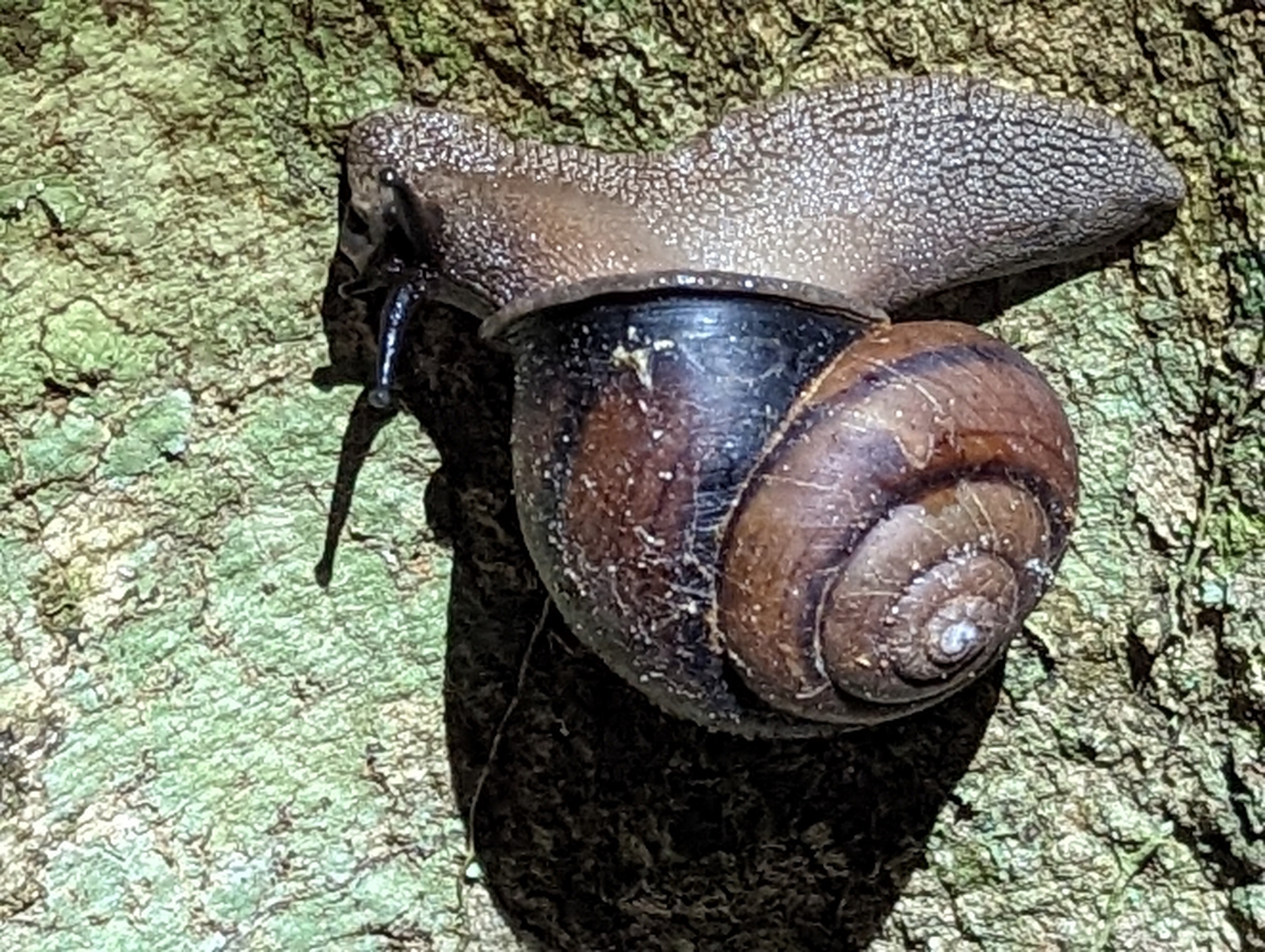 Sphaerospira Mörch, 1867