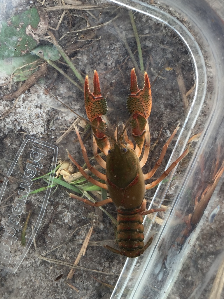 Christmas Tree Crayfish (Crayfishes of Georgia) · iNaturalist