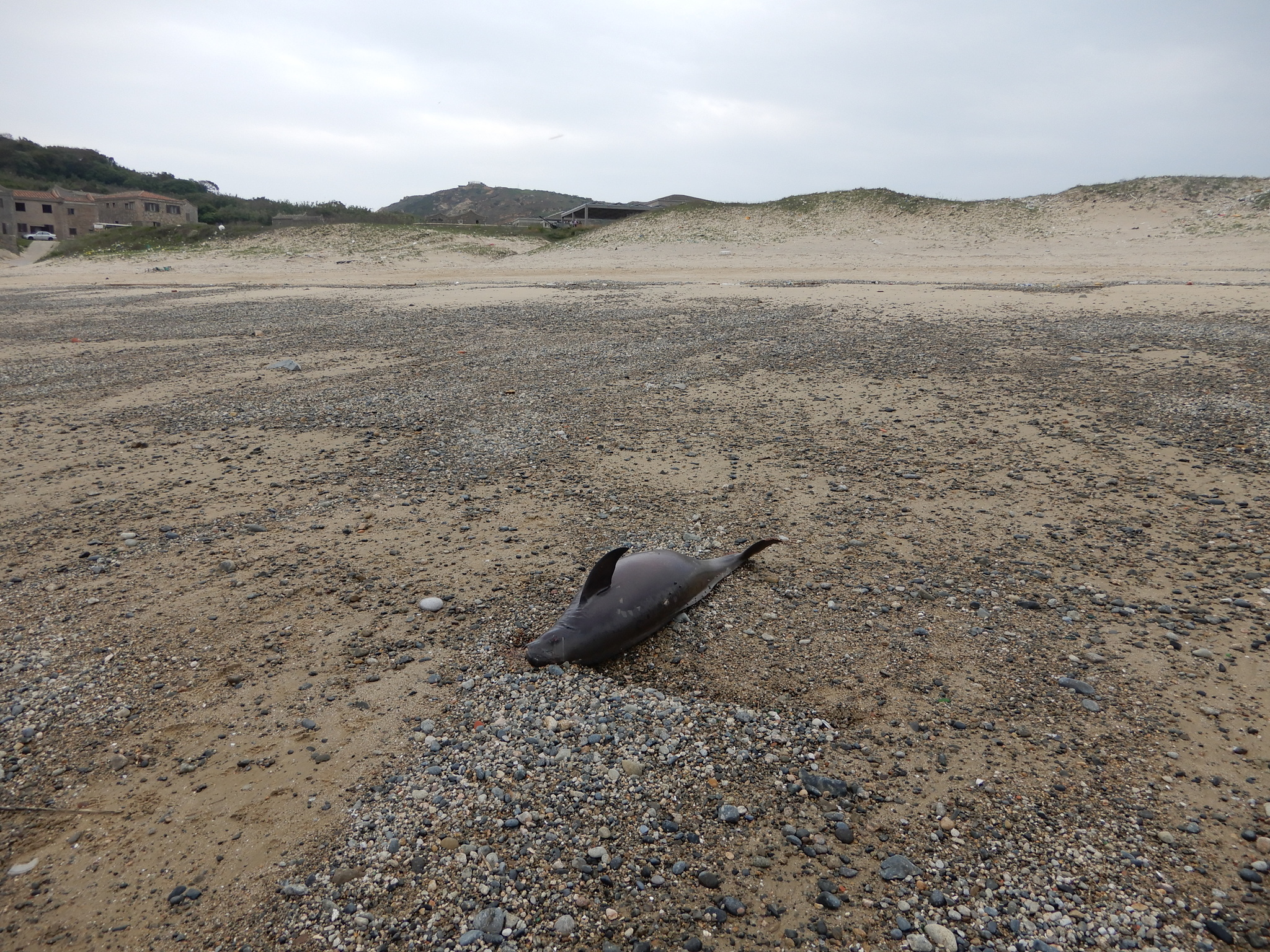 Neophocaena sunameri Pilleri & Gihr, 1975