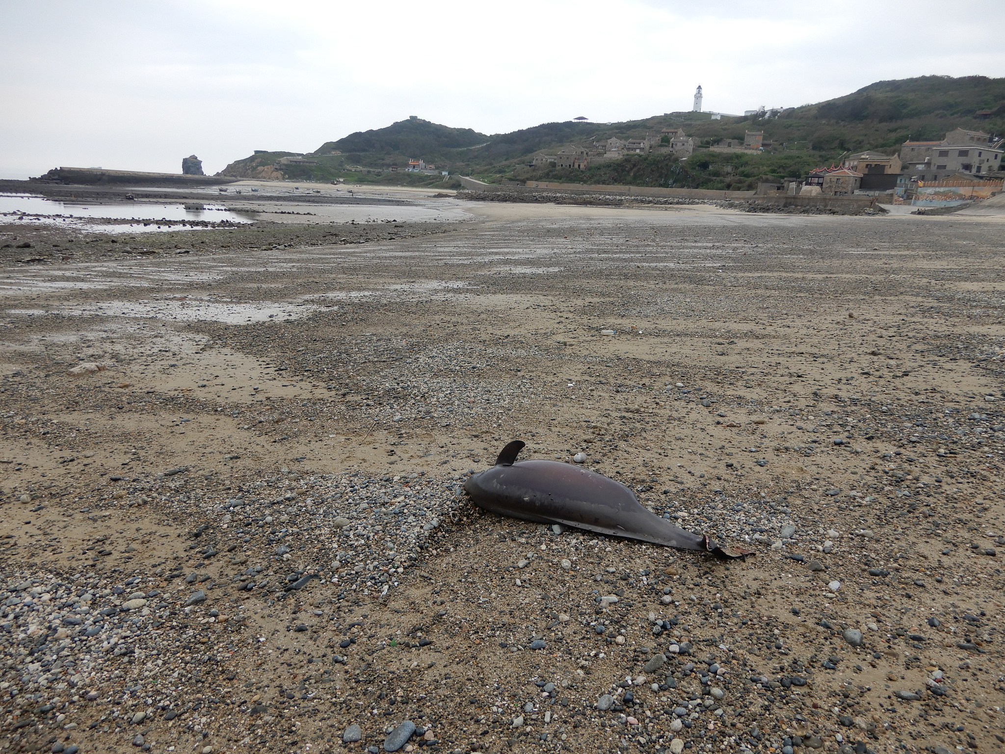 Neophocaena sunameri Pilleri & Gihr, 1975