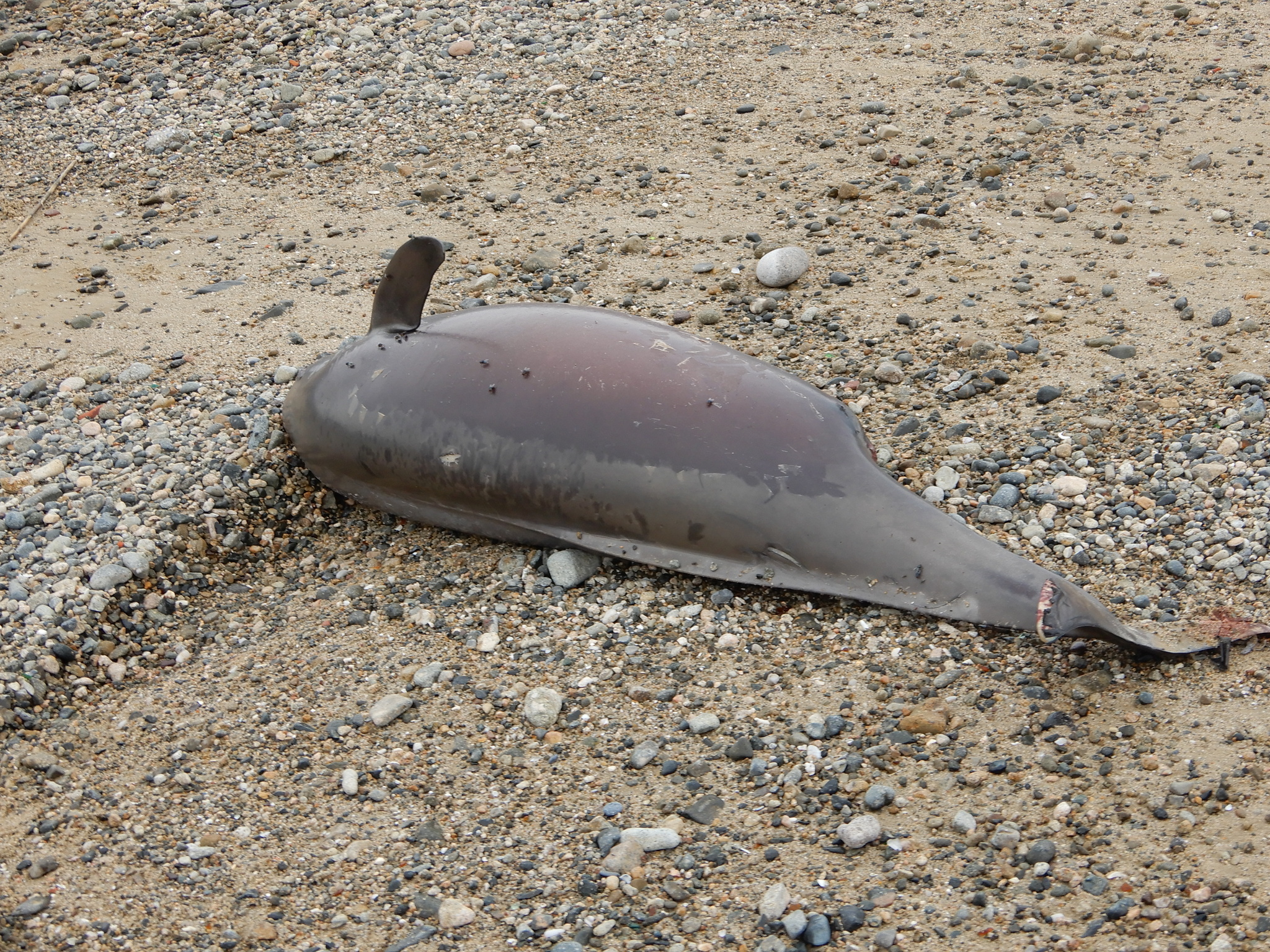 Neophocaena sunameri Pilleri & Gihr, 1975