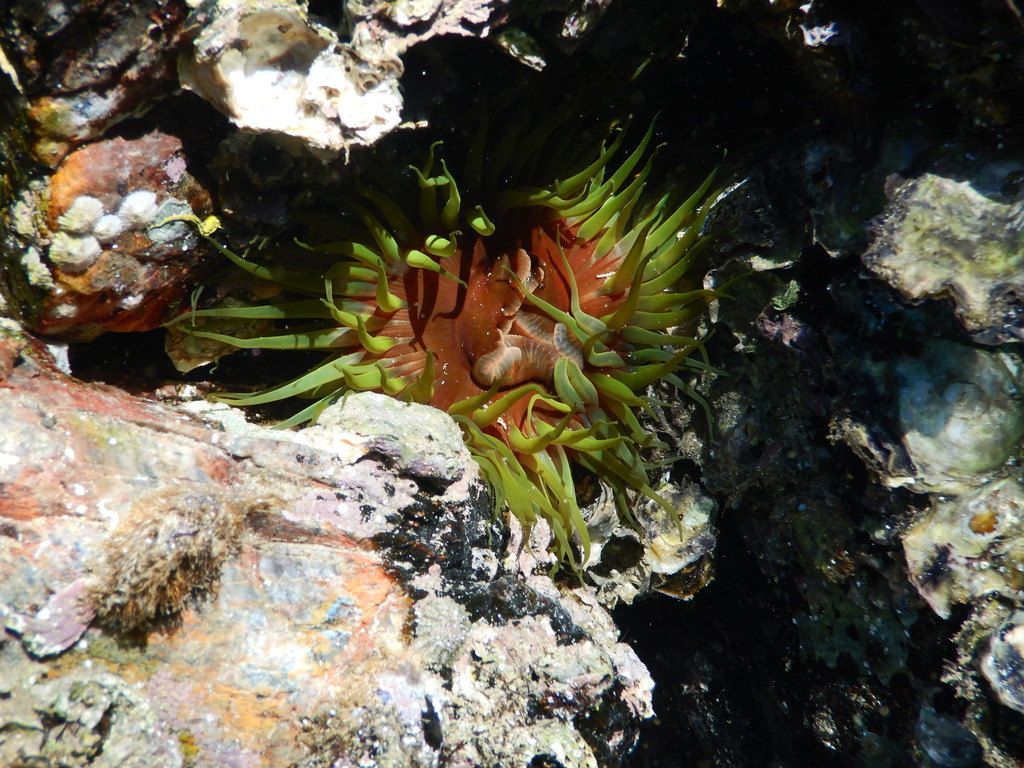 Green snakelock anemone from Bluewater Dr, Narooma NSW 2546, Australia ...