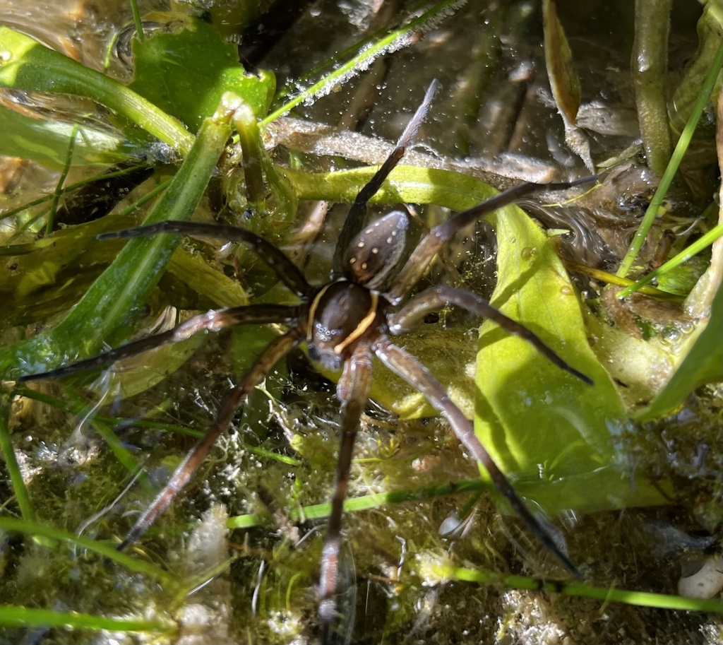 Six-spotted Fishing Spider from North Fork Guadalupe River, Hunt, TX ...