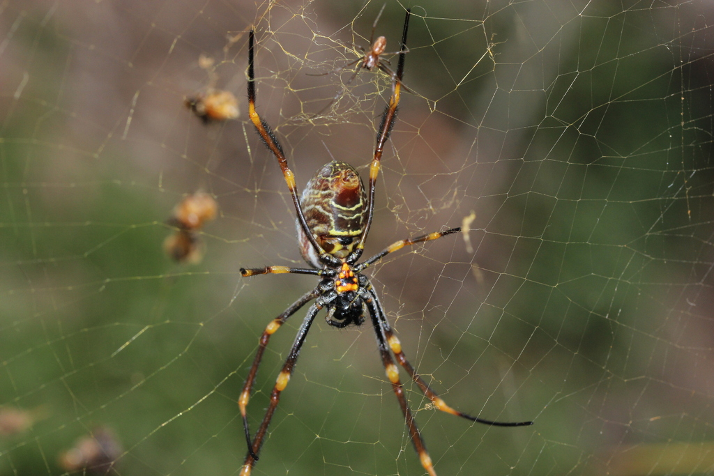 Tiger Spider from Brisbane QLD, Australia on April 22, 2023 at 12:22 PM ...