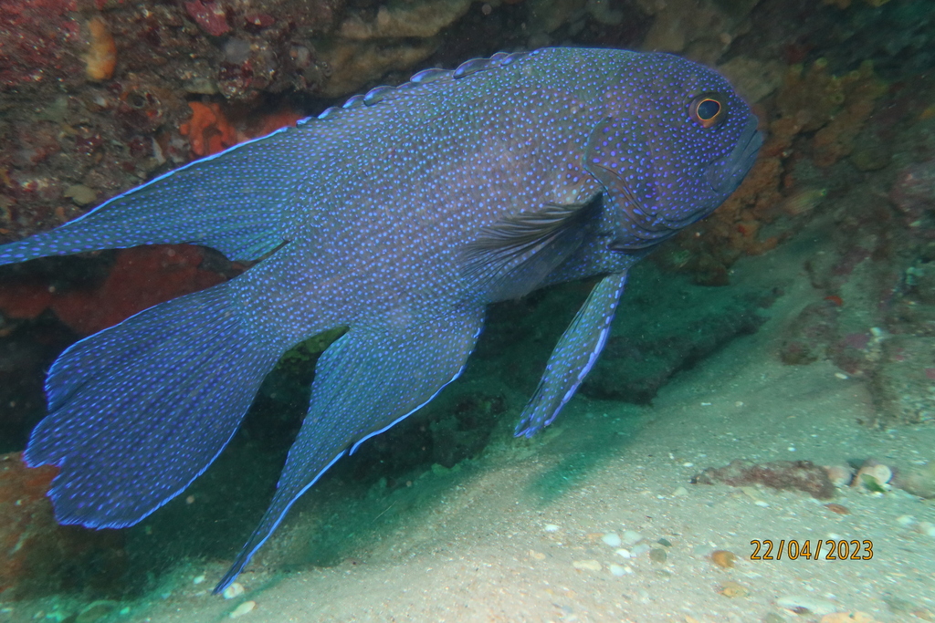 Southern Blue Devil from Carrickalinga South Beach, South Australia on ...