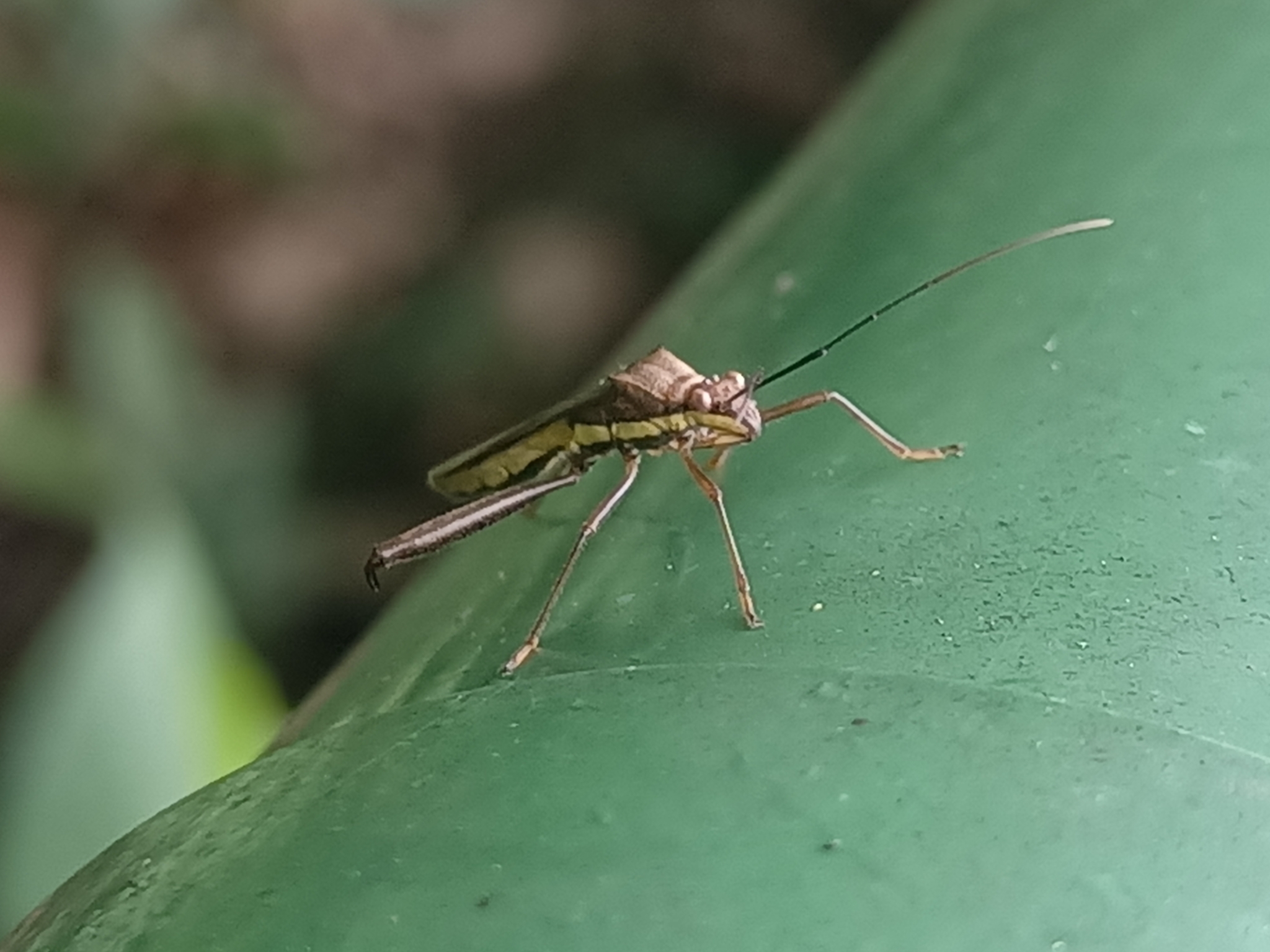 Riptortus linearis (Fabricius, 1775)